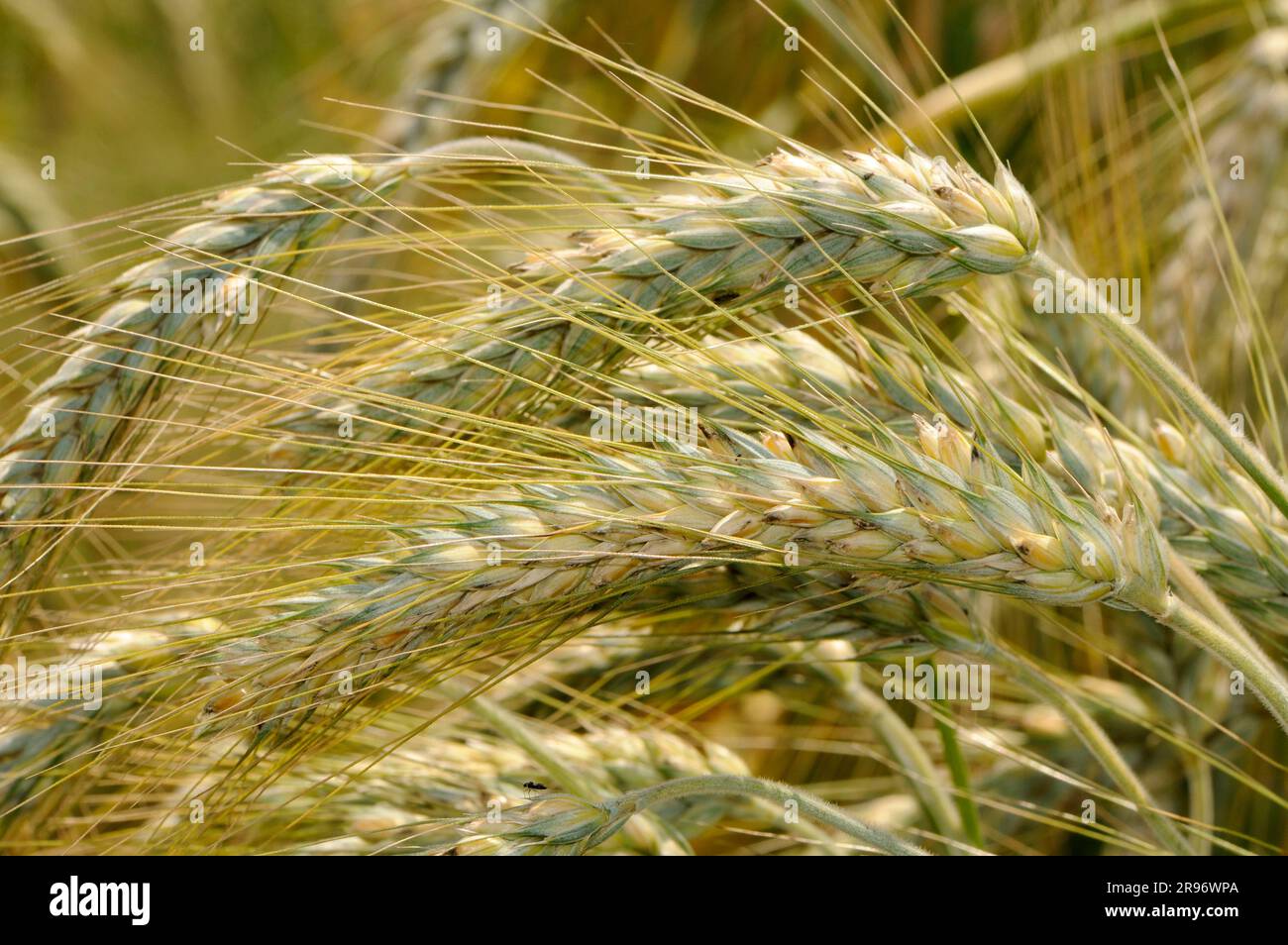 Triticale cereals hi-res stock photography and images - Alamy