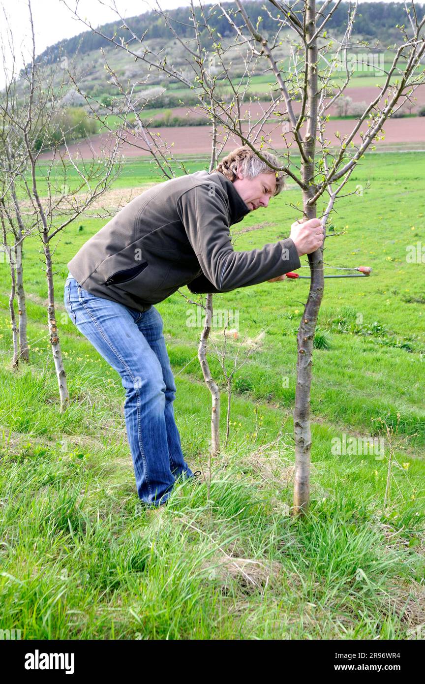 Man grafting fruit tree, grafting fruit tree, fruit tree grafting, saw ...