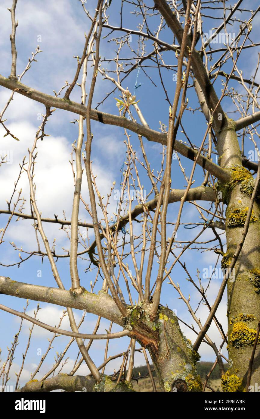 Scion of the tree hi-res stock photography and images - Alamy