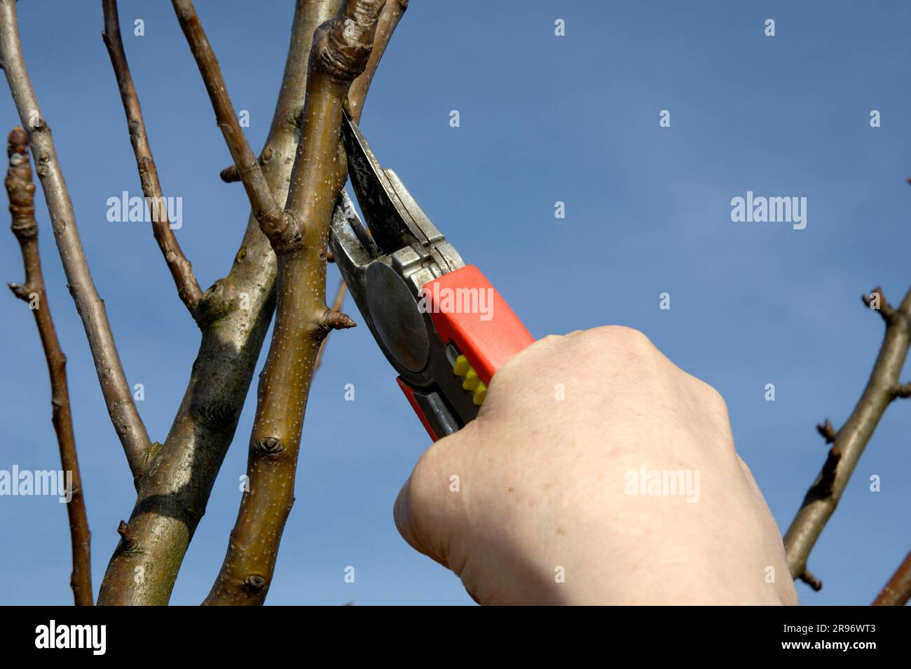 Pruning fruit tree, cutting vines, pruning shears Stock Photo - Alamy