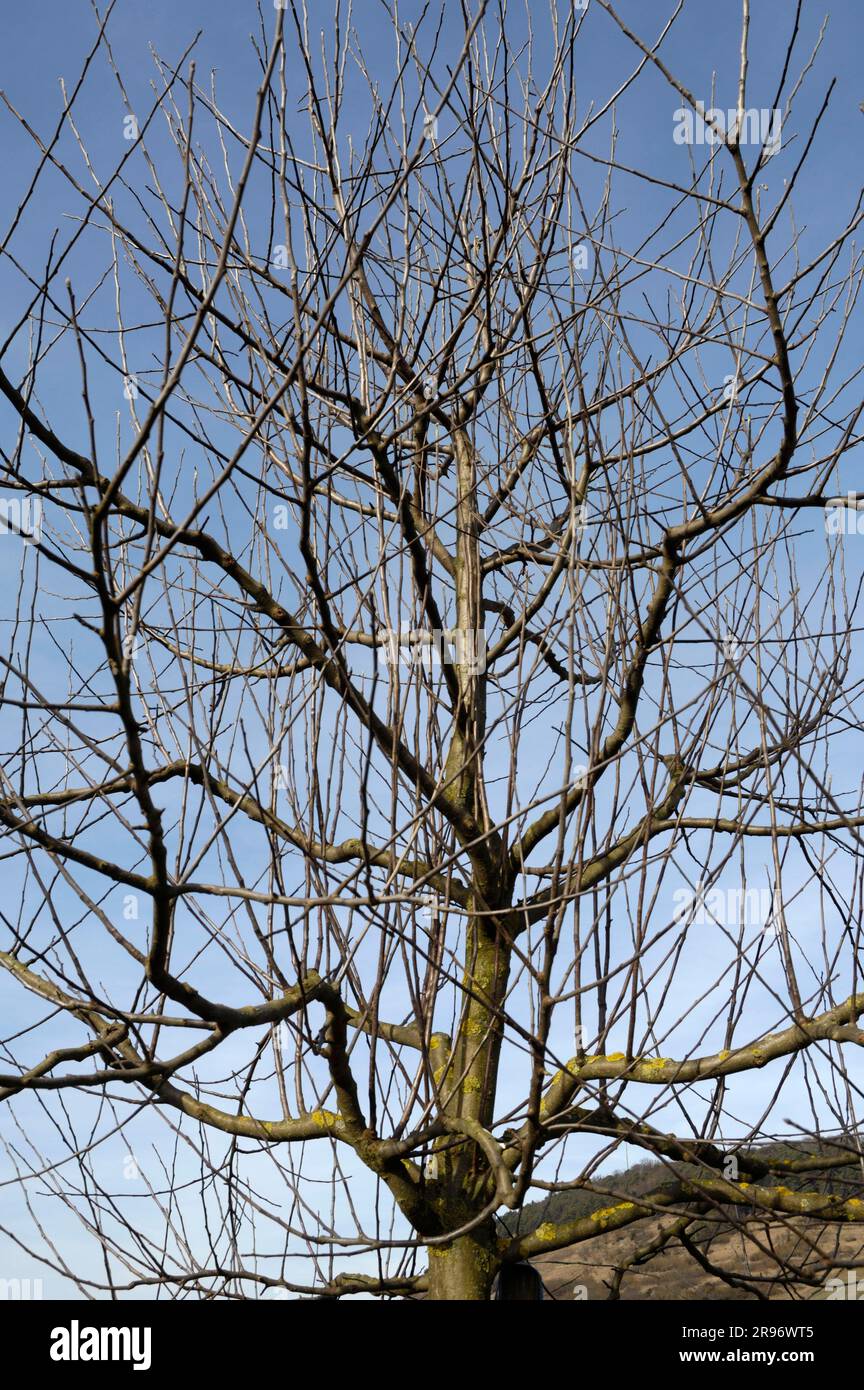 Scion of the tree hi-res stock photography and images - Alamy