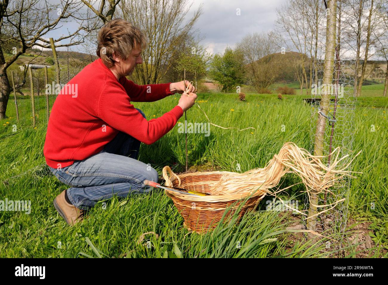 Man grafting fruit tree, grafting fruit tree, fruit tree grafting Stock ...