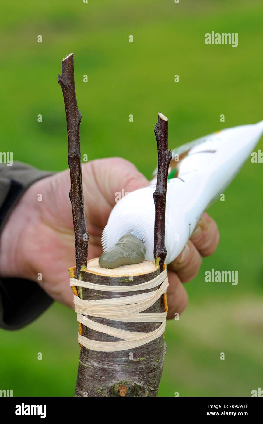 Man grafting fruit tree, grafting fruit tree, fruit tree grafting ...