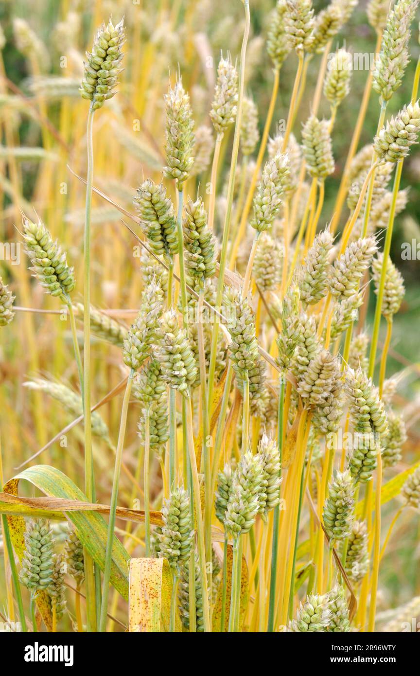 Dwarf wheat (Triticum compactum Stock Photo - Alamy
