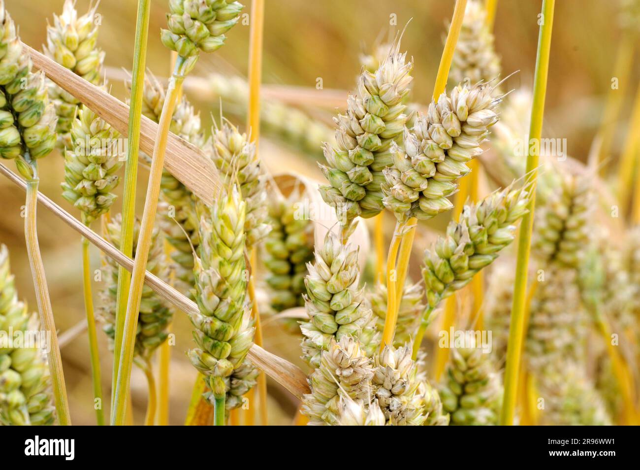 Triticum compactum hi-res stock photography and images - Alamy
