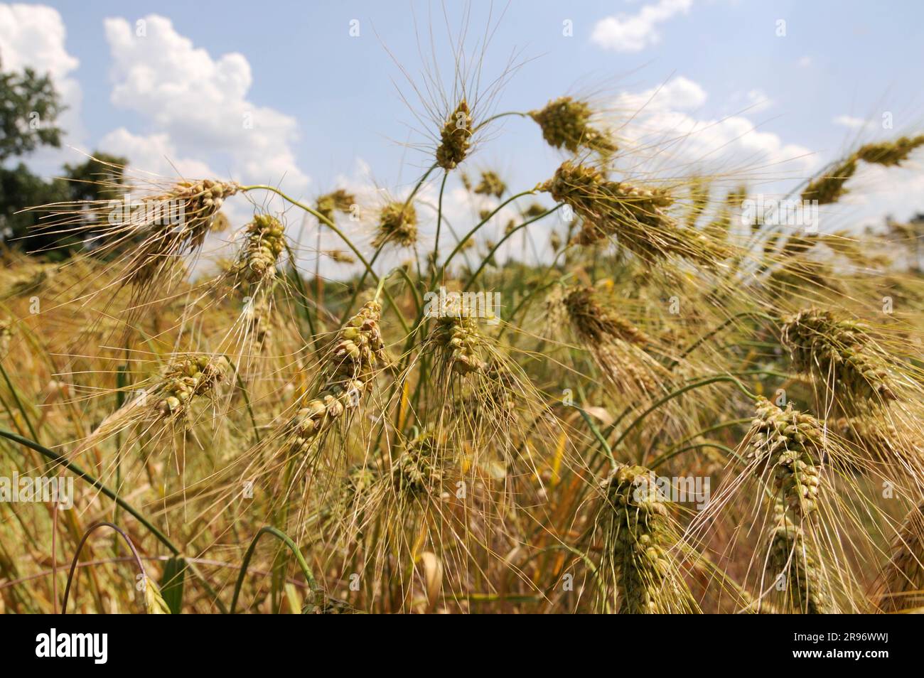 English wheat 'Mirabile' (Triticum turgidum Stock Photo - Alamy