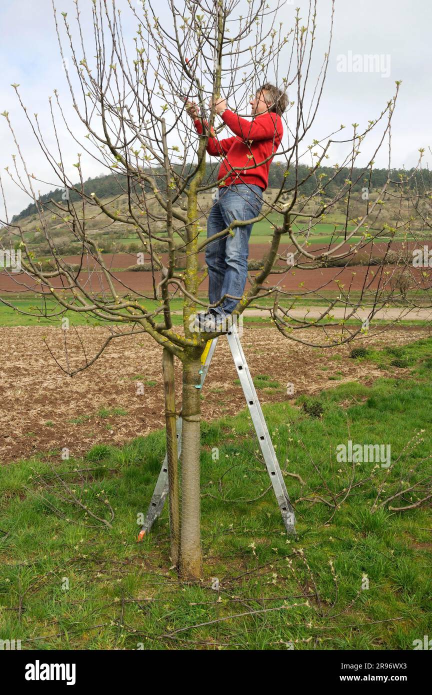 Man pruning fruit tree, cutting vine, pruning Stock Photo - Alamy