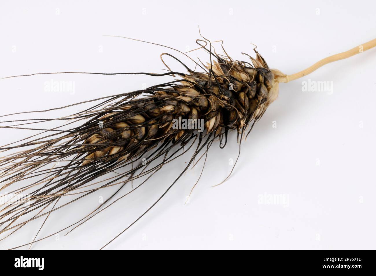 English wheat (Triticum turgidum), Macaroni wheat, Rough wheat, Rough ...