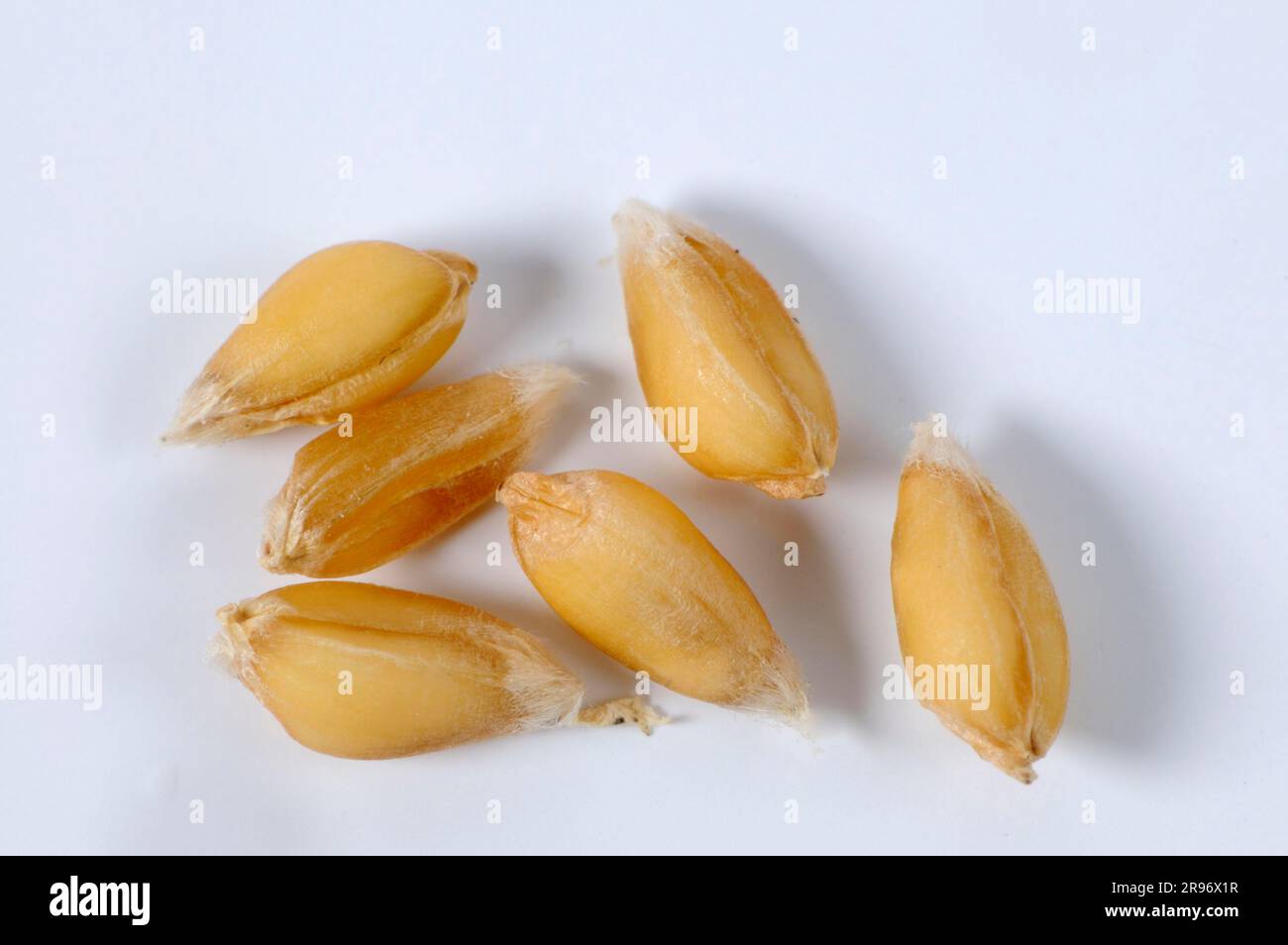 Spelt grass hi-res stock photography and images - Alamy