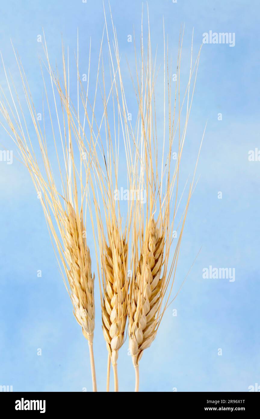Durum (Triticum durum), wheat Stock Photo - Alamy