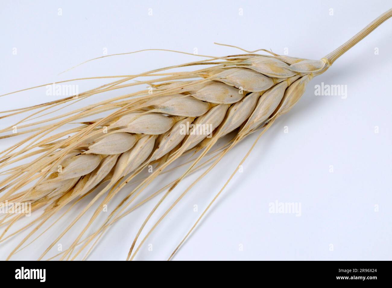 Durum (Triticum durum), wheat Stock Photo - Alamy