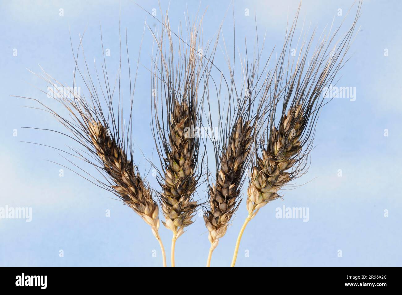 English wheat (Triticum turgidum), Macaroni wheat, Rough wheat, Rough ...