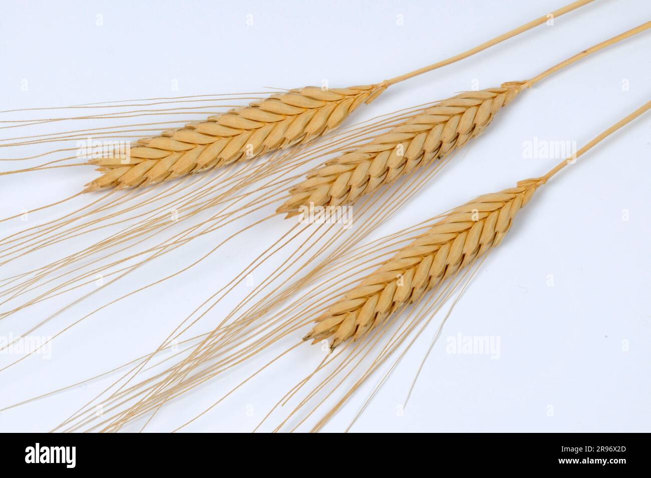 Einkorn wheat (Triticum monococcum Stock Photo - Alamy