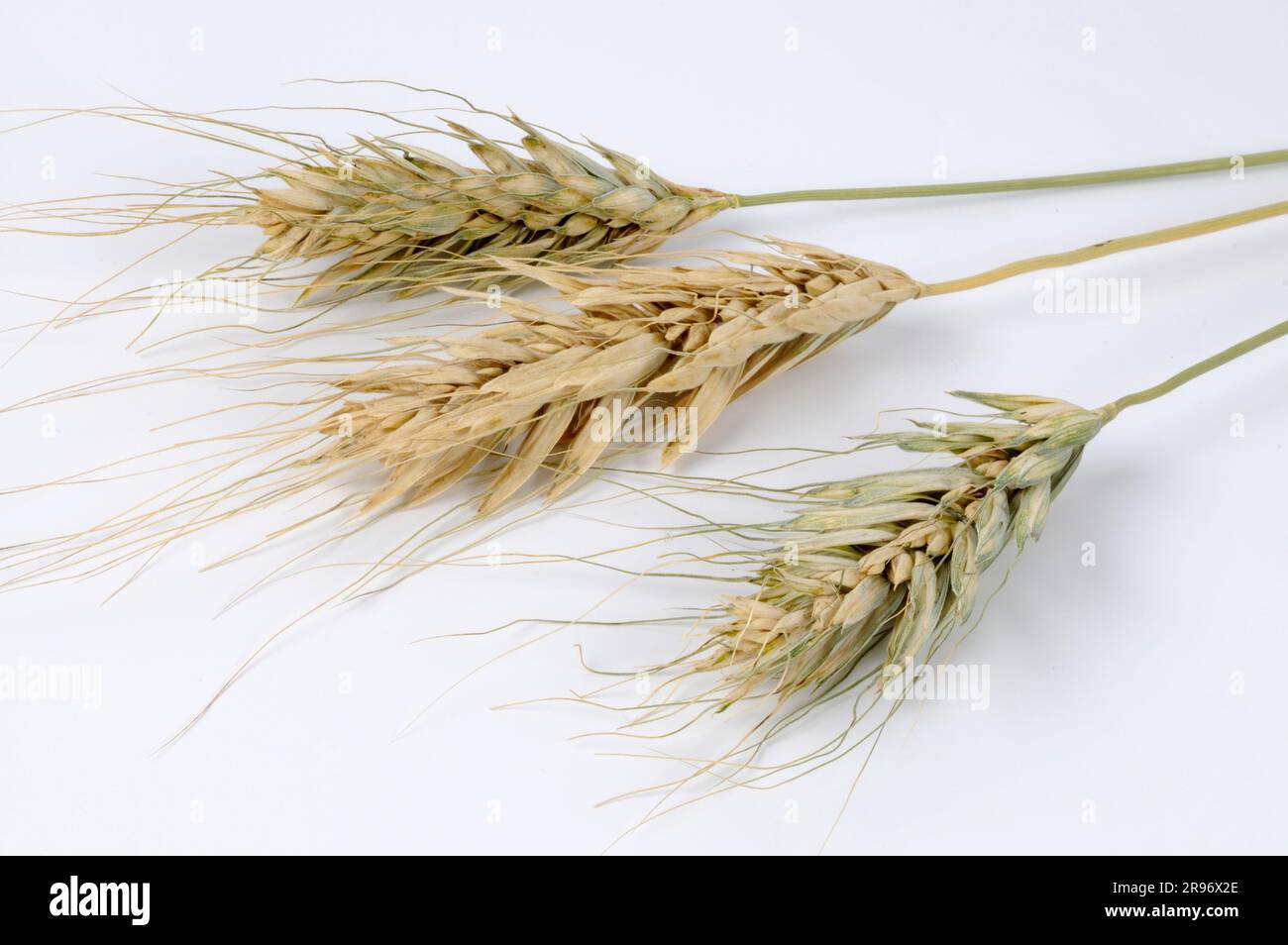 Triticum polonicum hi-res stock photography and images - Alamy