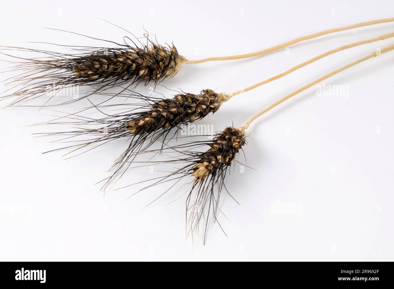 English wheat (Triticum turgidum), Macaroni wheat, Rough wheat, Rough ...