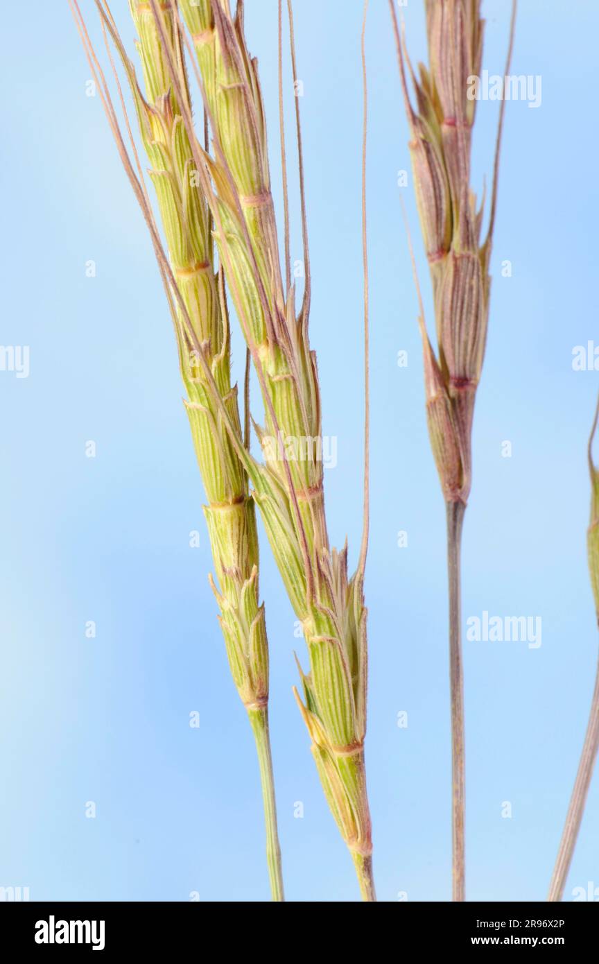 Spelt-like Walch (Aegilops speltoides), Spelt-like Aegilops Stock Photo ...
