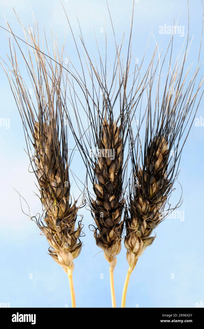 English wheat (Triticum turgidum), Macaroni wheat, Rough wheat, Rough ...
