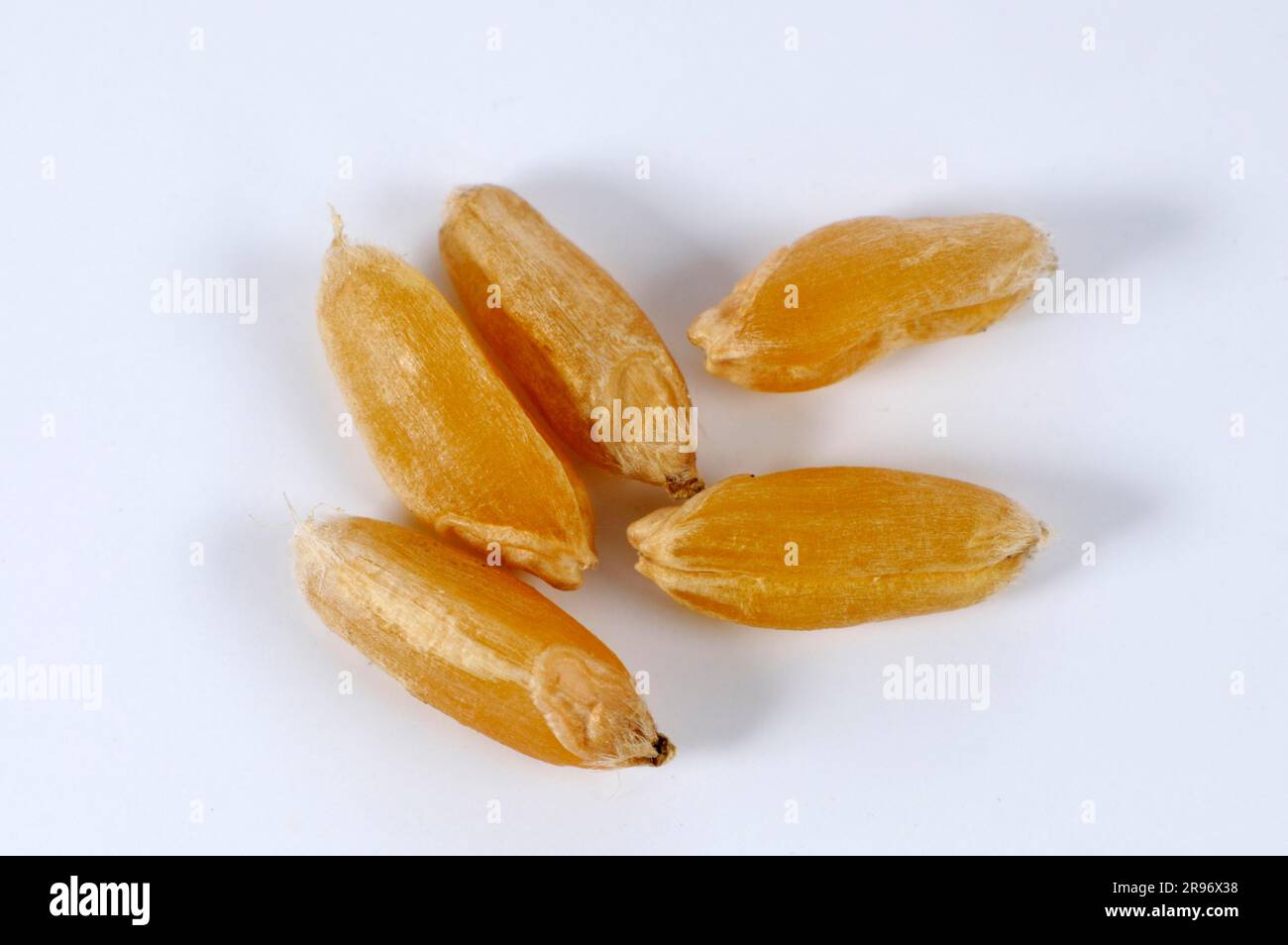 Durum (Triticum durum), wheat, wheat grains Stock Photo - Alamy