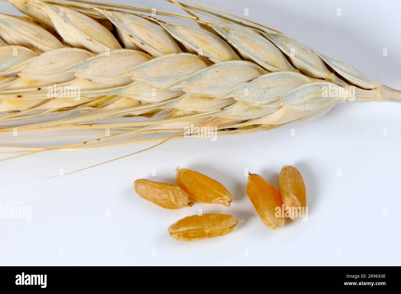 Durum (Triticum durum), wheat, wheat grains Stock Photo - Alamy