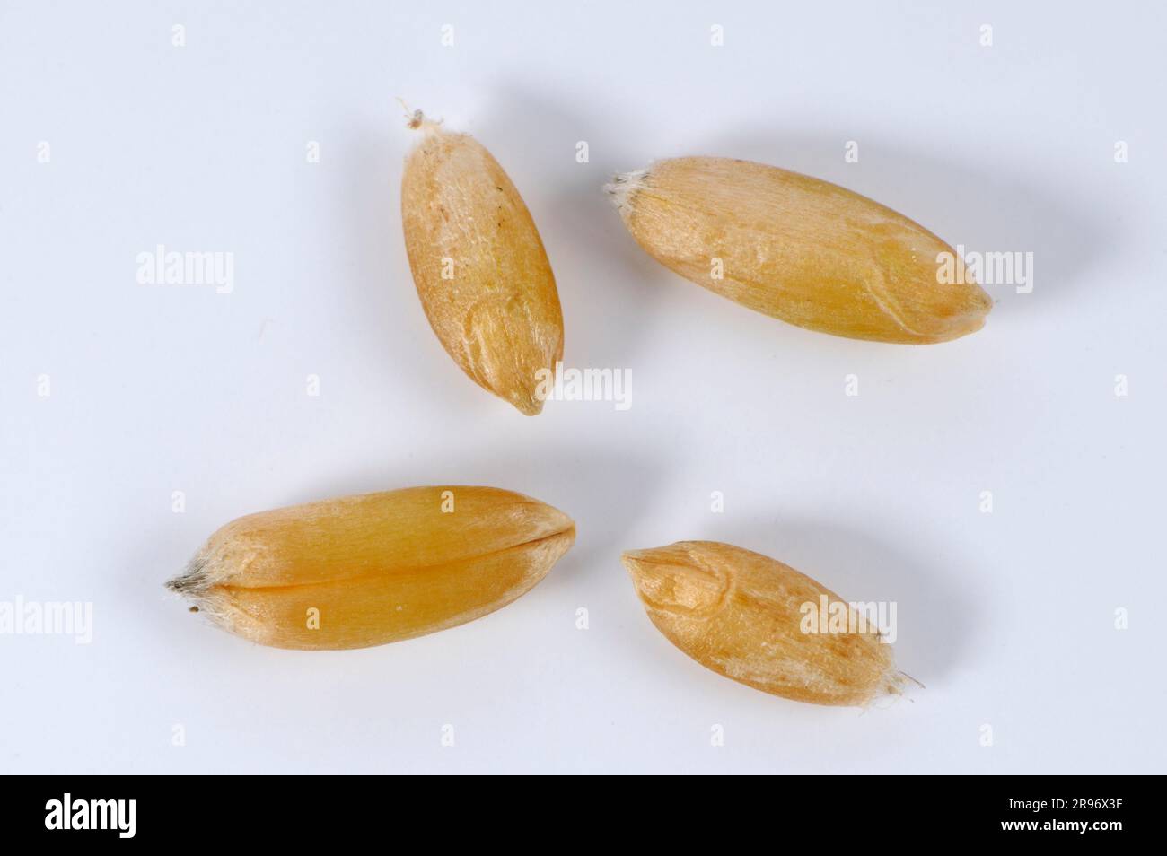 Triticum polonicum hi-res stock photography and images - Alamy