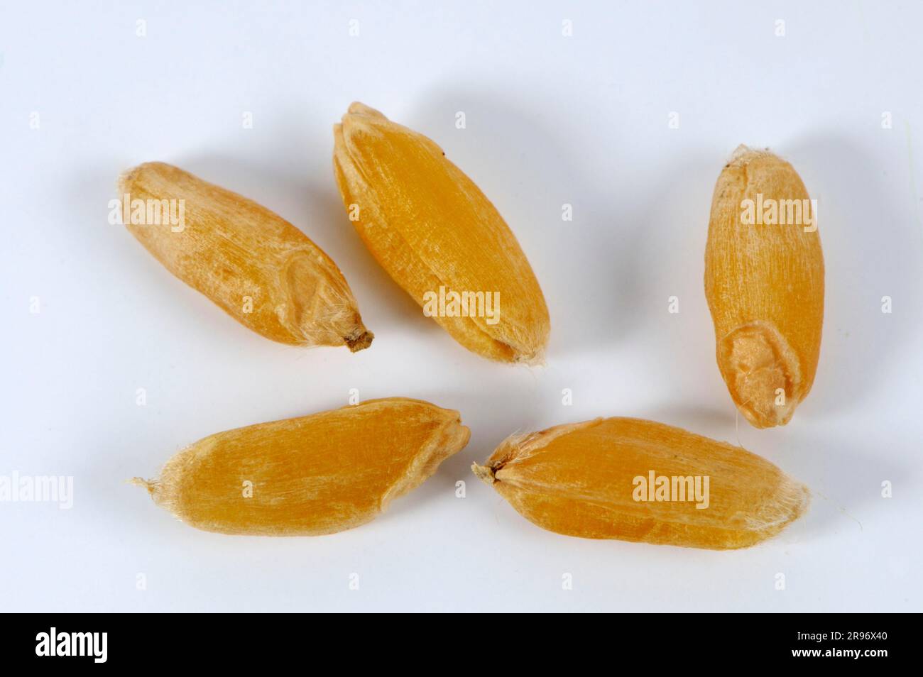 Durum (Triticum durum), wheat, wheat grains Stock Photo - Alamy