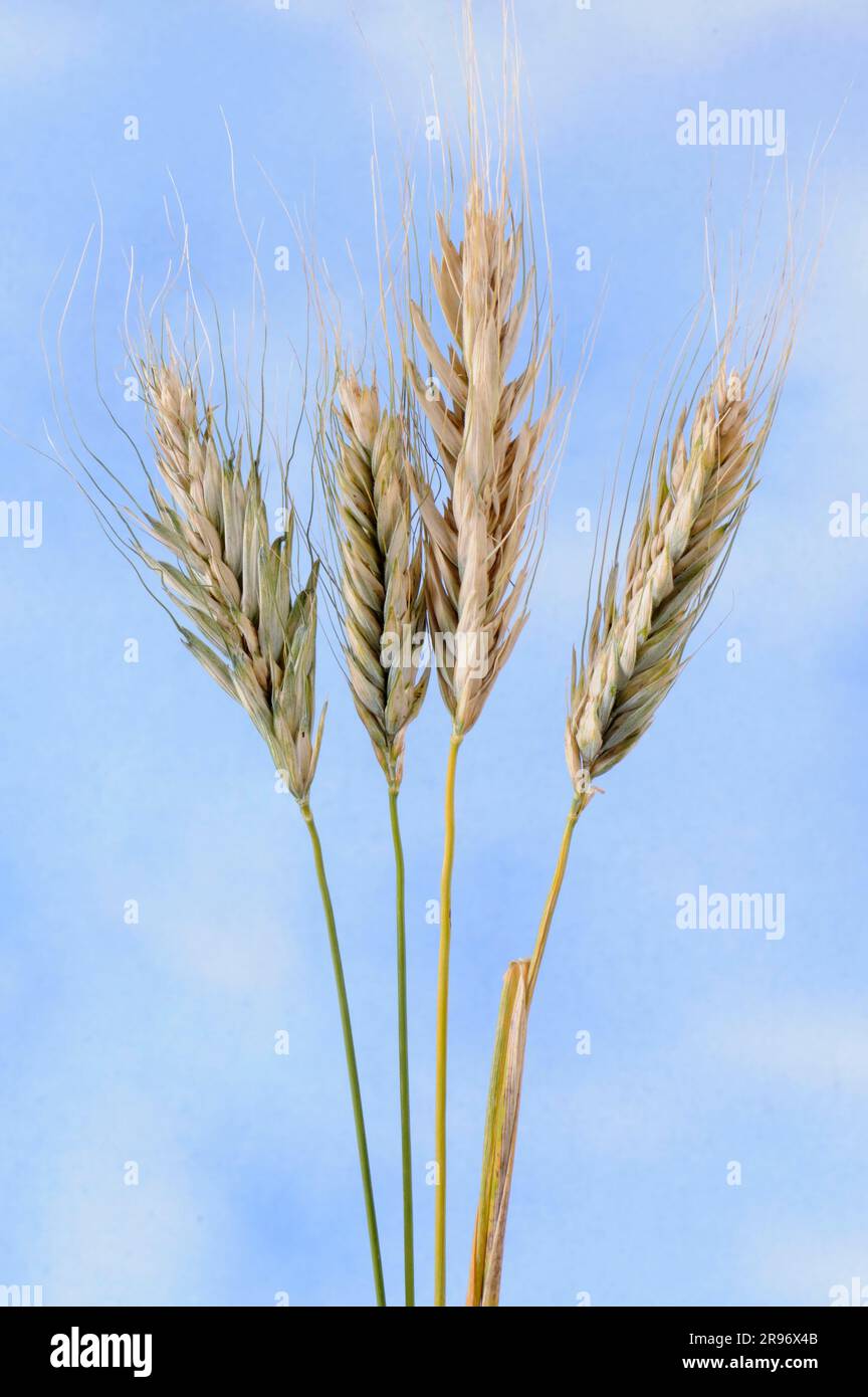 Polish wheat hi-res stock photography and images - Alamy