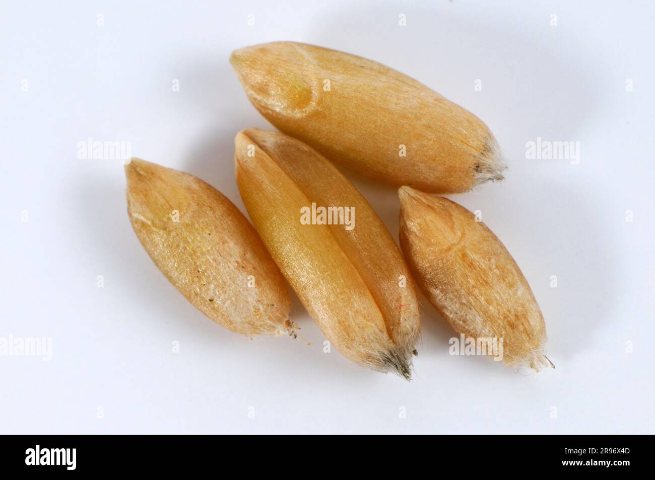 Triticum polonicum hi-res stock photography and images - Alamy