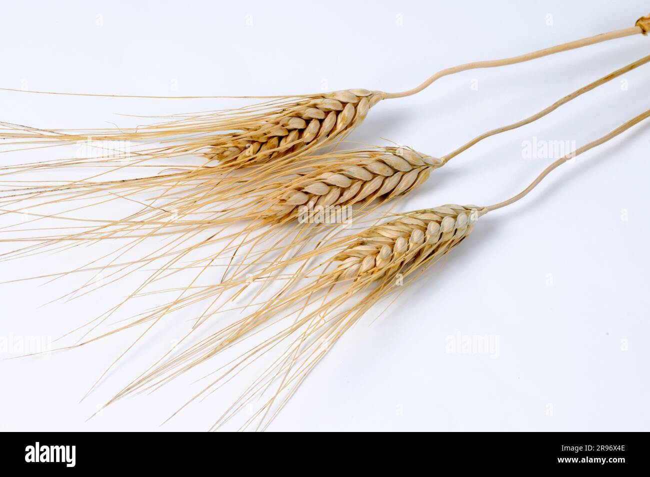 Durum (Triticum durum), wheat Stock Photo - Alamy