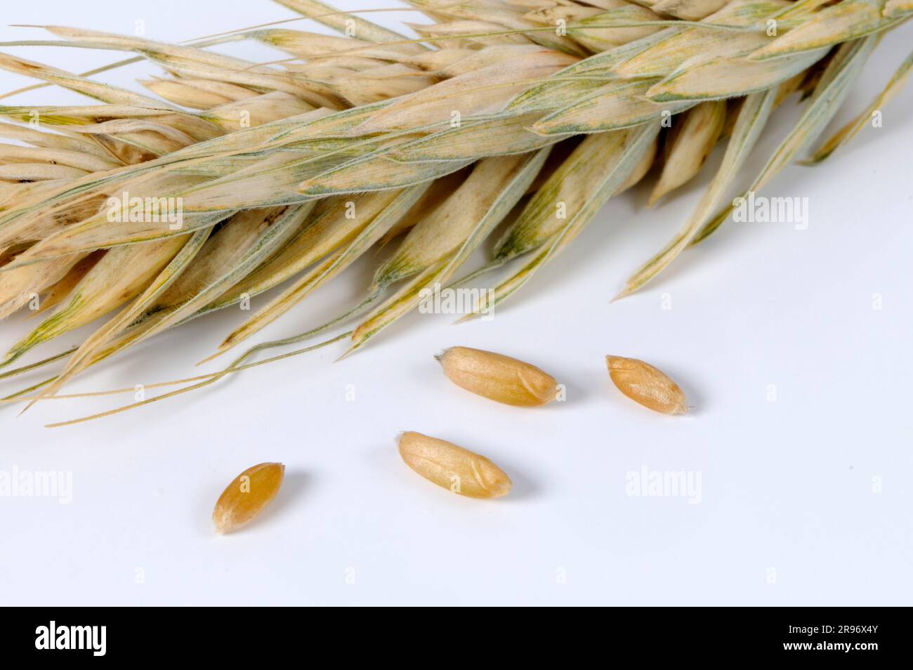 Triticum polonicum hi-res stock photography and images - Alamy