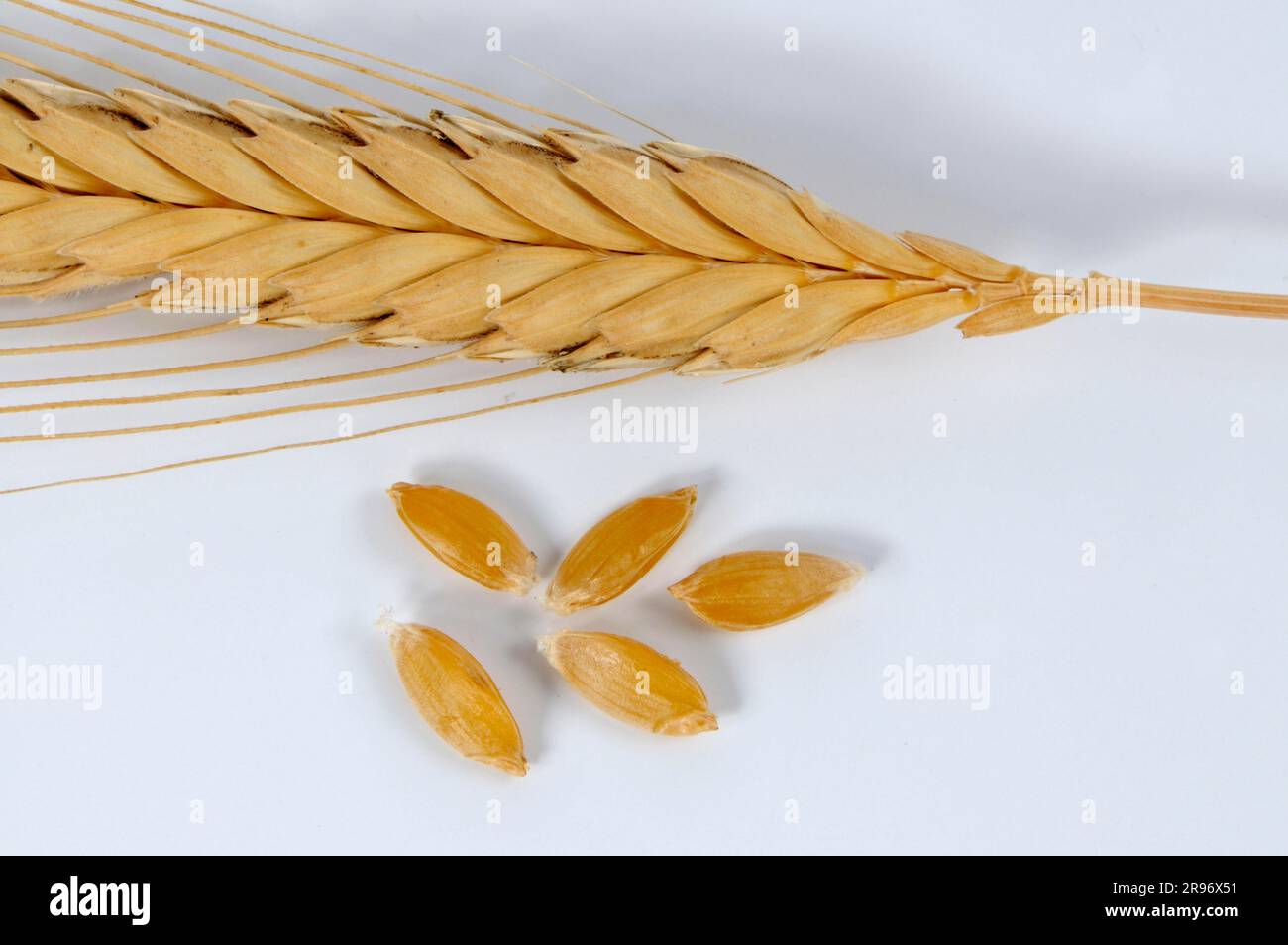 Einkorn wheat hi-res stock photography and images - Alamy