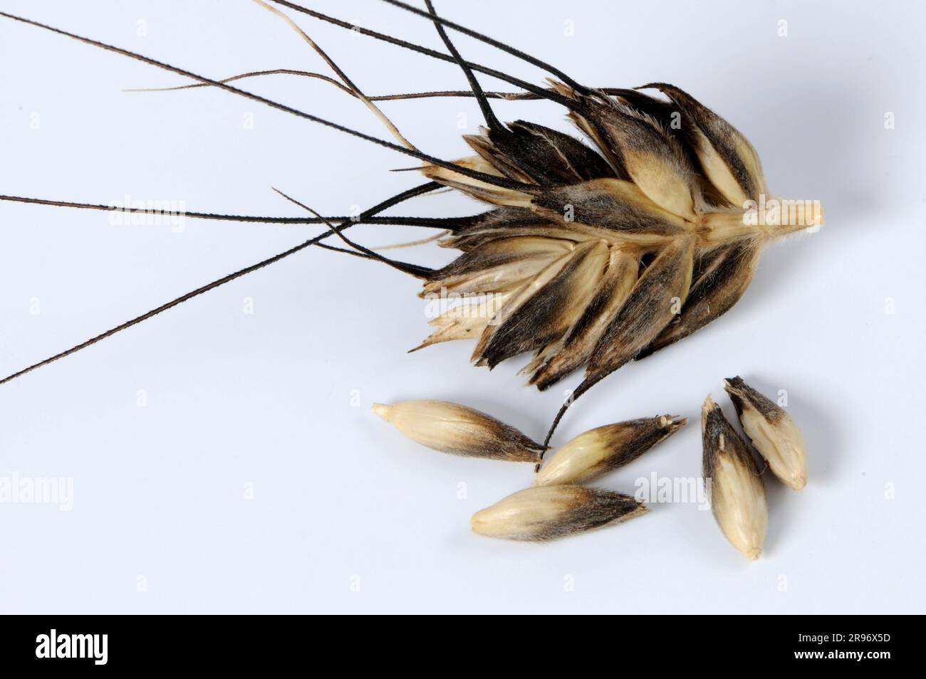 English wheat (Triticum turgidum), Macaroni wheat, Rough wheat, Rough ...