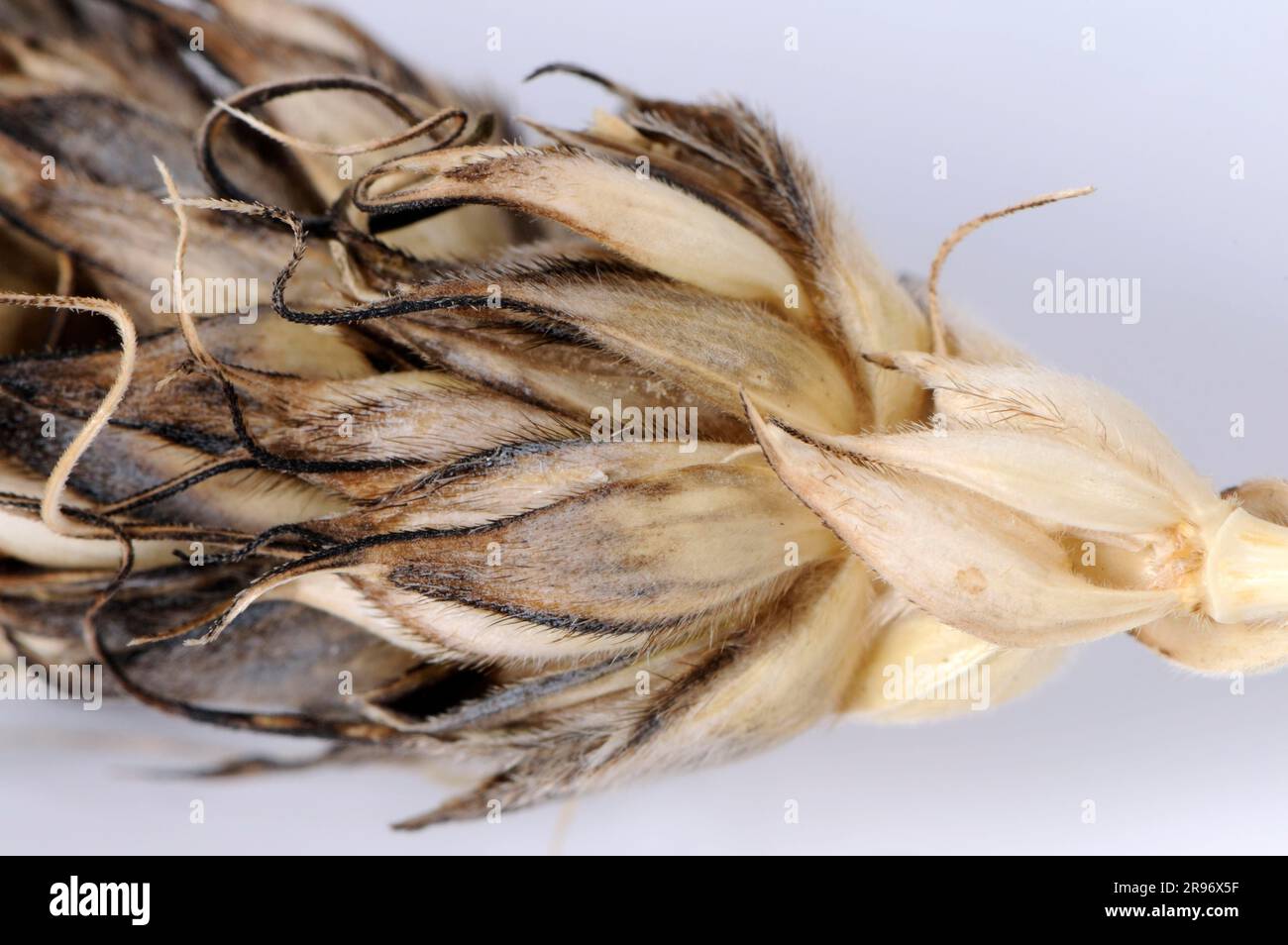 English wheat (Triticum turgidum), Macaroni wheat, Rough wheat, Rough ...