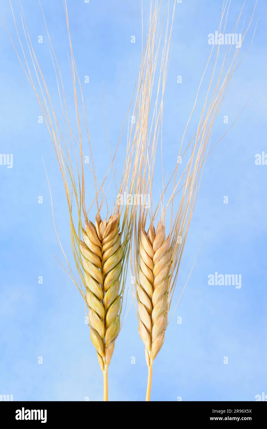 Emmer Wheat (Triticum dicoccum Stock Photo - Alamy