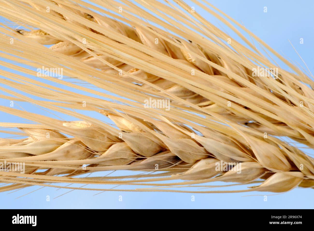 Six-row barley (Hordeum vulgare hexastichon Stock Photo - Alamy