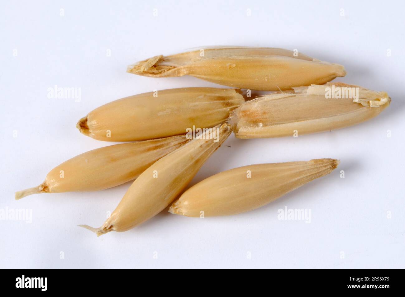 Seed oats (Avena sativa sativa), oats, oat grains Stock Photo - Alamy
