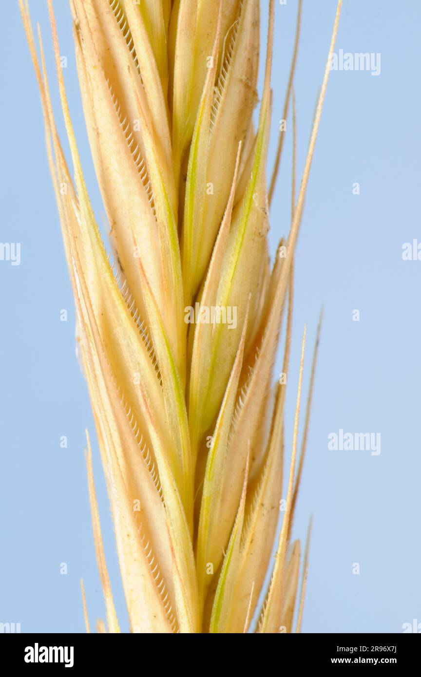 Secale montanum hi-res stock photography and images - Alamy