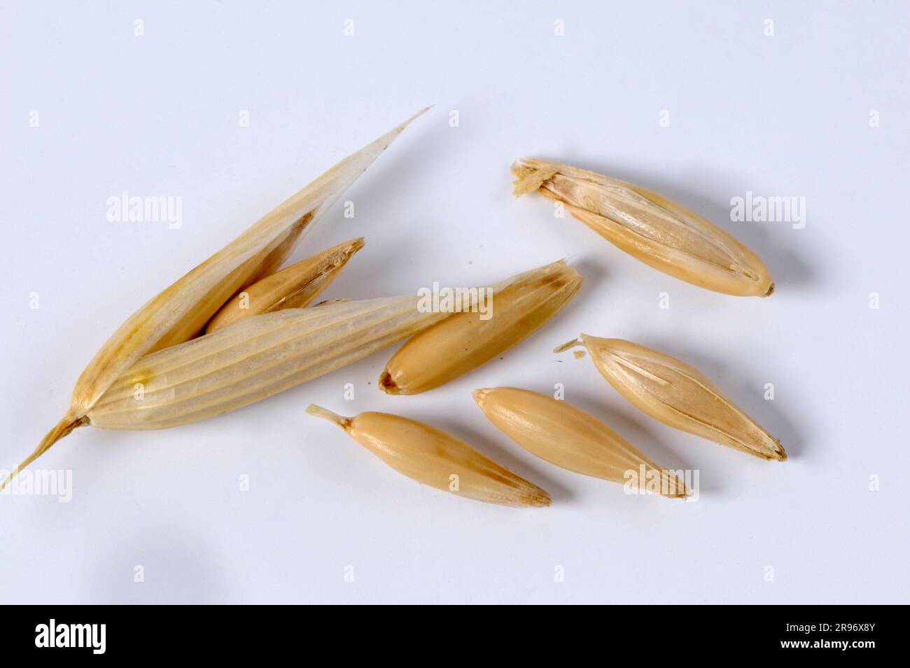 Seed oats (Avena sativa sativa), oats, oat grains Stock Photo - Alamy
