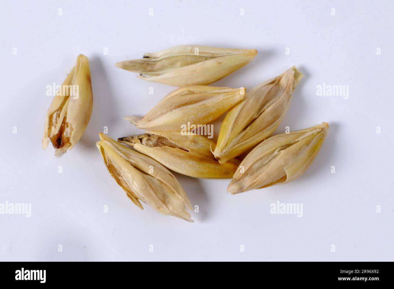Six-row barley (Hordeum vulgare hexastichon), barley grain Stock Photo ...