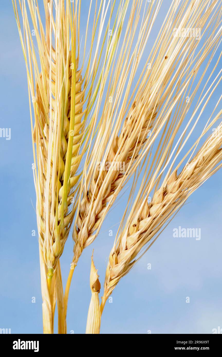 Six-row barley (Hordeum vulgare hexastichon Stock Photo - Alamy
