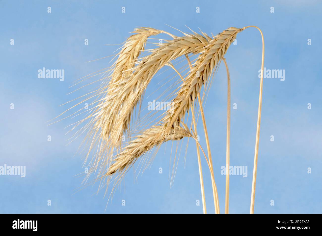 Rye (Secale cereale Stock Photo - Alamy