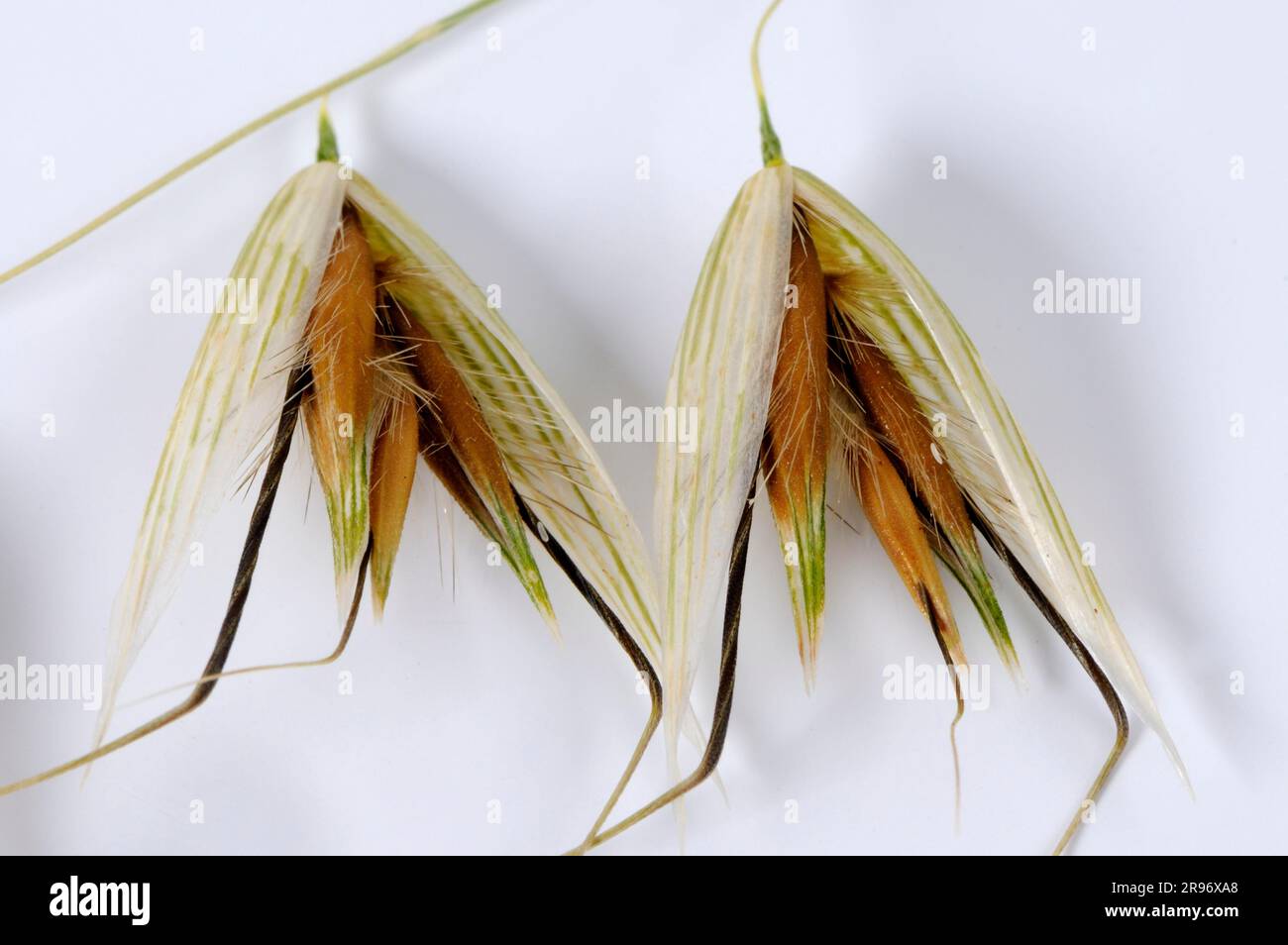 Avena fatua hi-res stock photography and images - Alamy