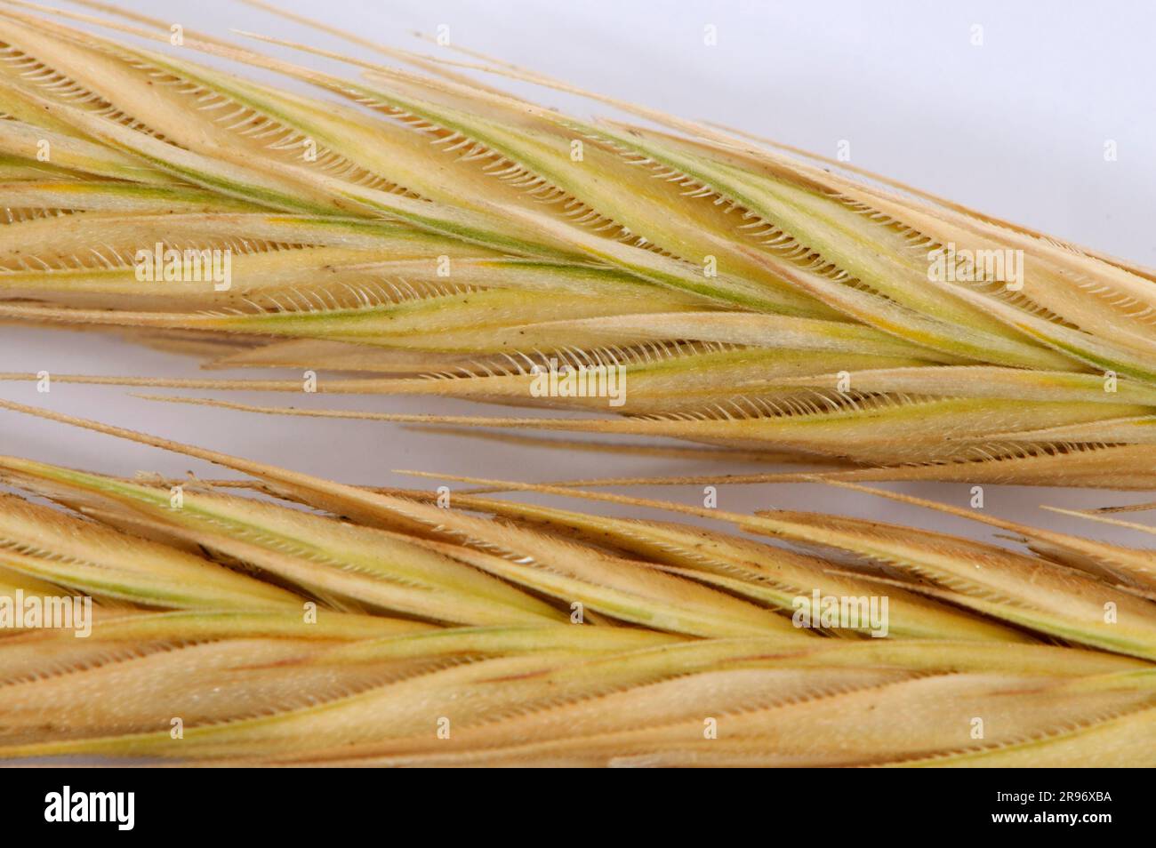 Perennial rye grass hi-res stock photography and images - Alamy