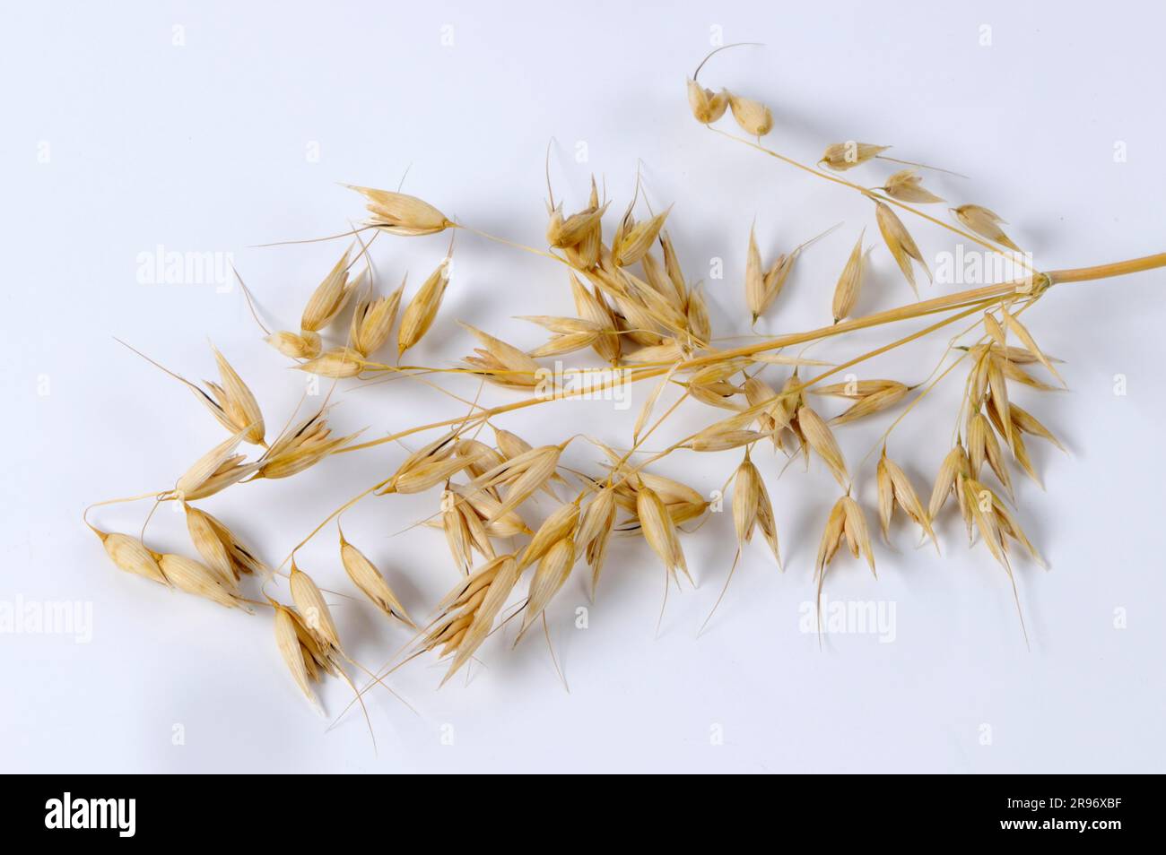 Seed oats (Avena sativa sativa), Oats Stock Photo - Alamy