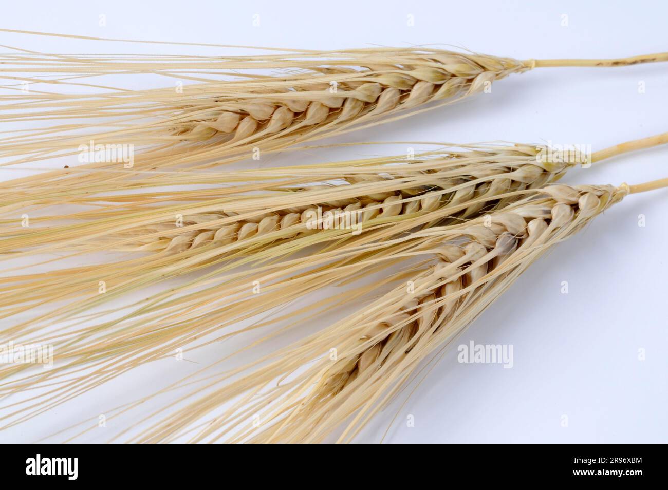 Six-row barley (Hordeum vulgare hexastichon Stock Photo - Alamy