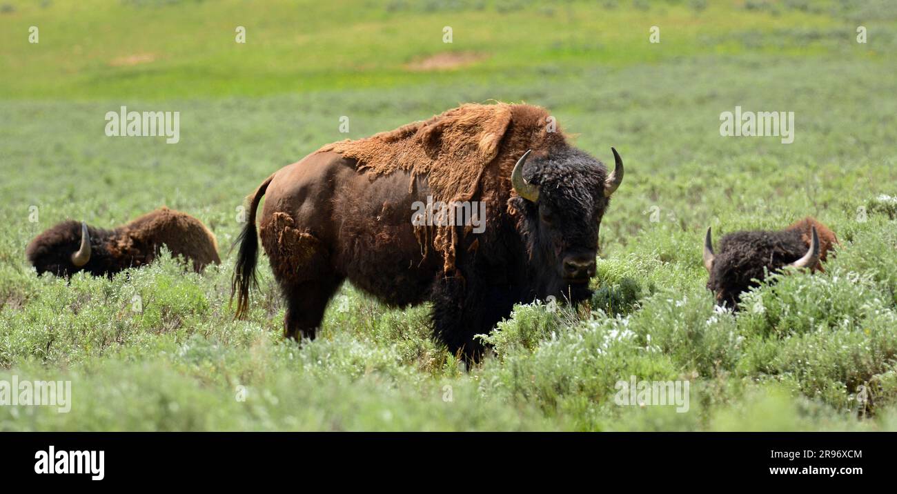 magnificent american bison walking in the grasslands and two resting ...