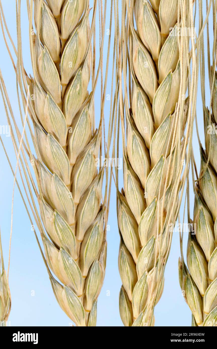 Turanian hi-res stock photography and images - Alamy