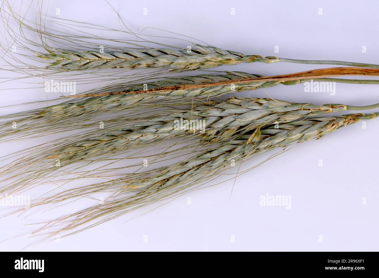 Triticum polonicum hi-res stock photography and images - Alamy