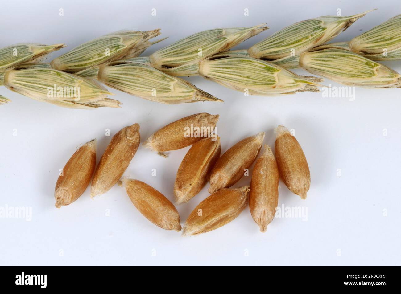 Spelt wheat triticum spelta hi-res stock photography and images - Alamy