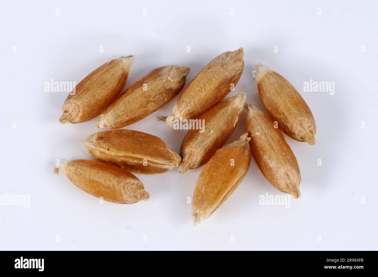 Spelt wheat triticum spelta hi-res stock photography and images - Alamy