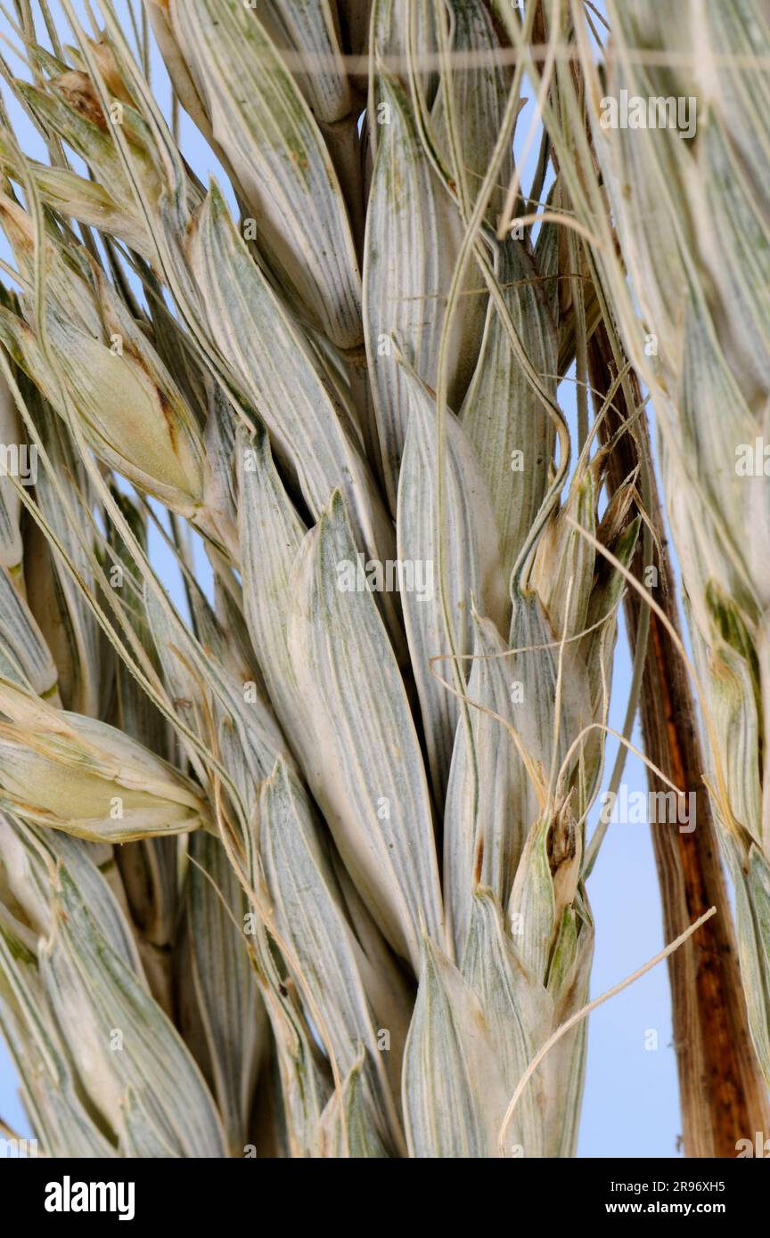 Triticum polonicum hi-res stock photography and images - Alamy